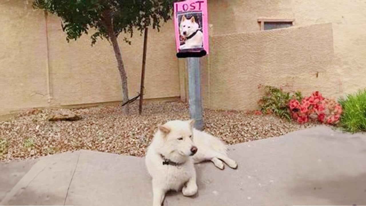 Meet the dog Einstein who will amaze and make you smile