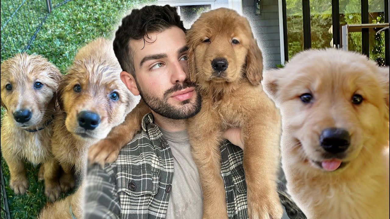 Golden Retriever Puppies Step Outside for the First Time