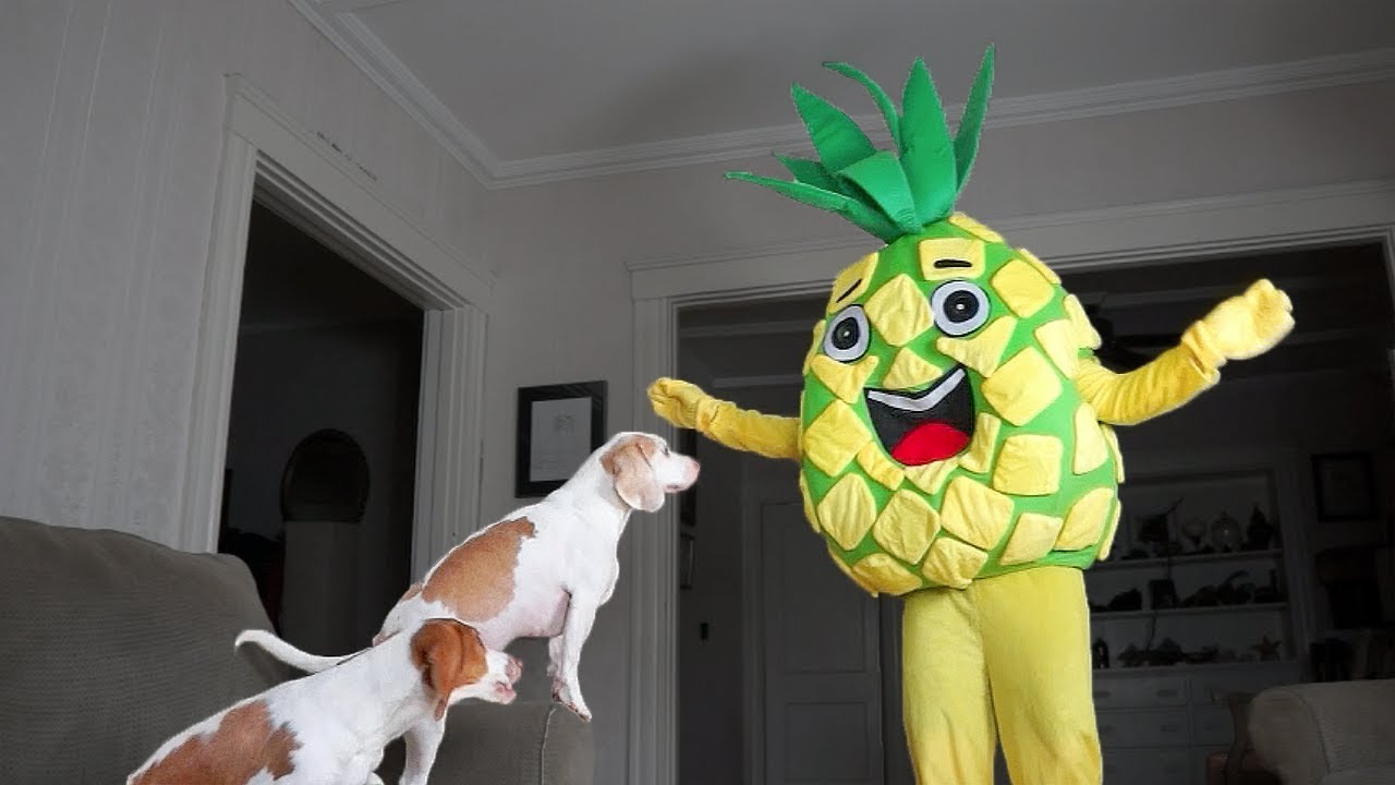 Dogs confront a giant pineapple in a funny moment
