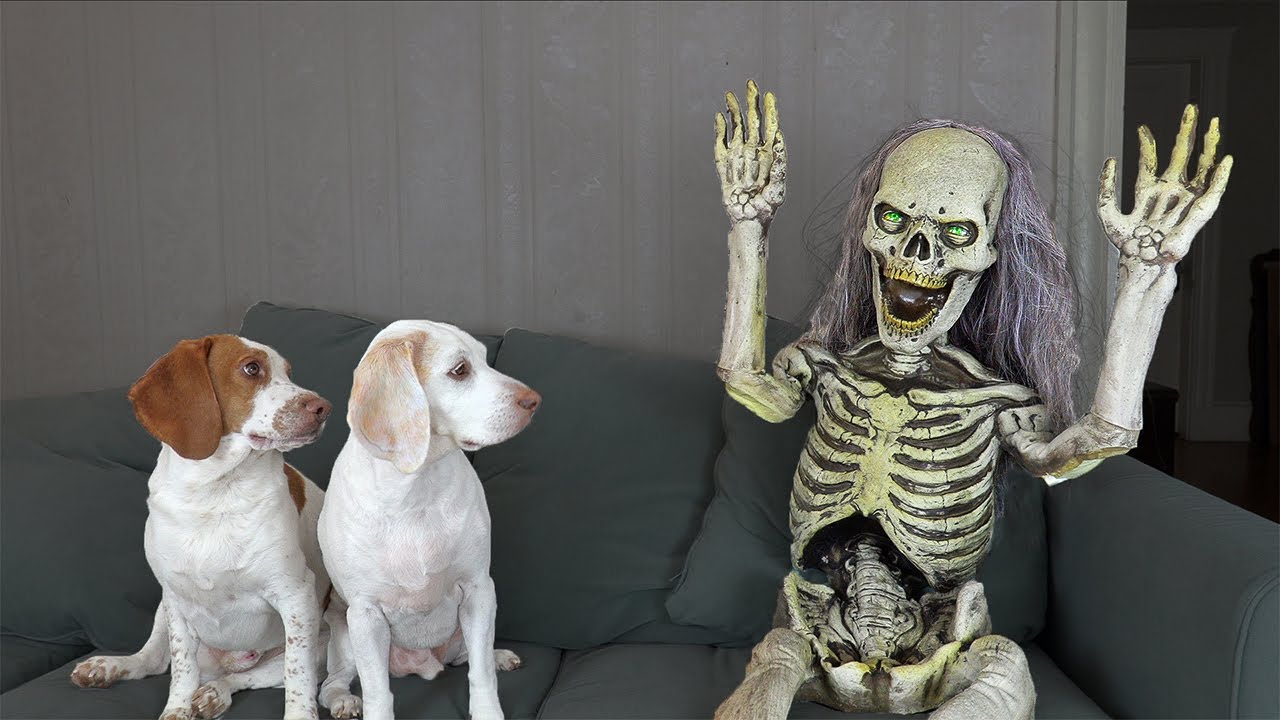 Dogs scare skeleton prank hilarious Halloween reaction Maymo