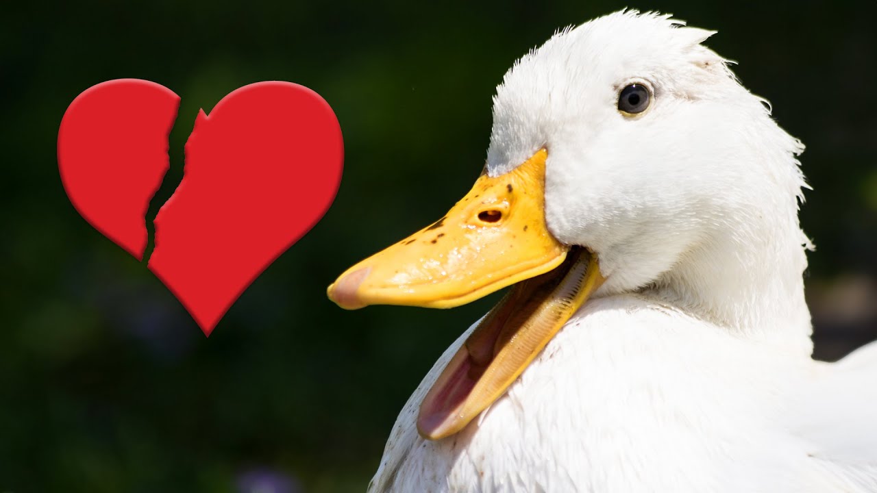 The emotional story of losing our farm’s matriarch