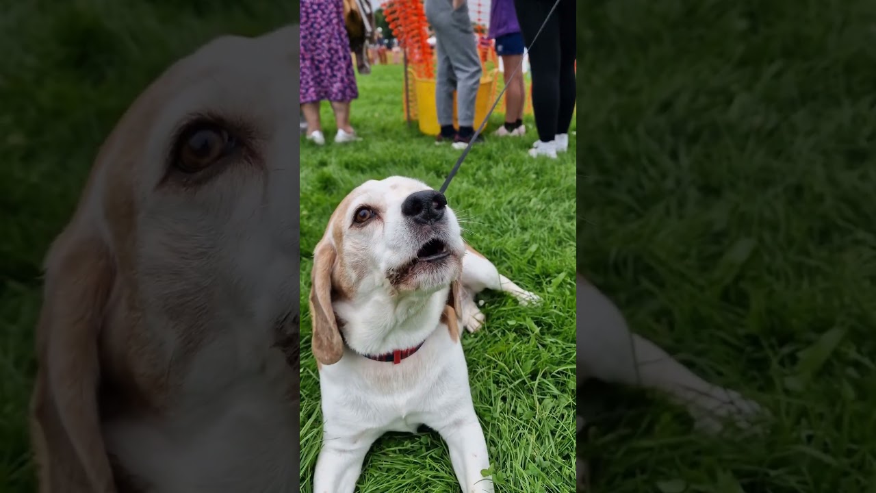 8 crimes my dog is accused of committing
