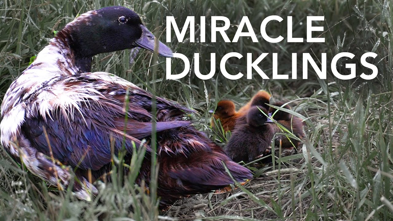 Mom Hatches Ducklings in the Pasture—Saving Them