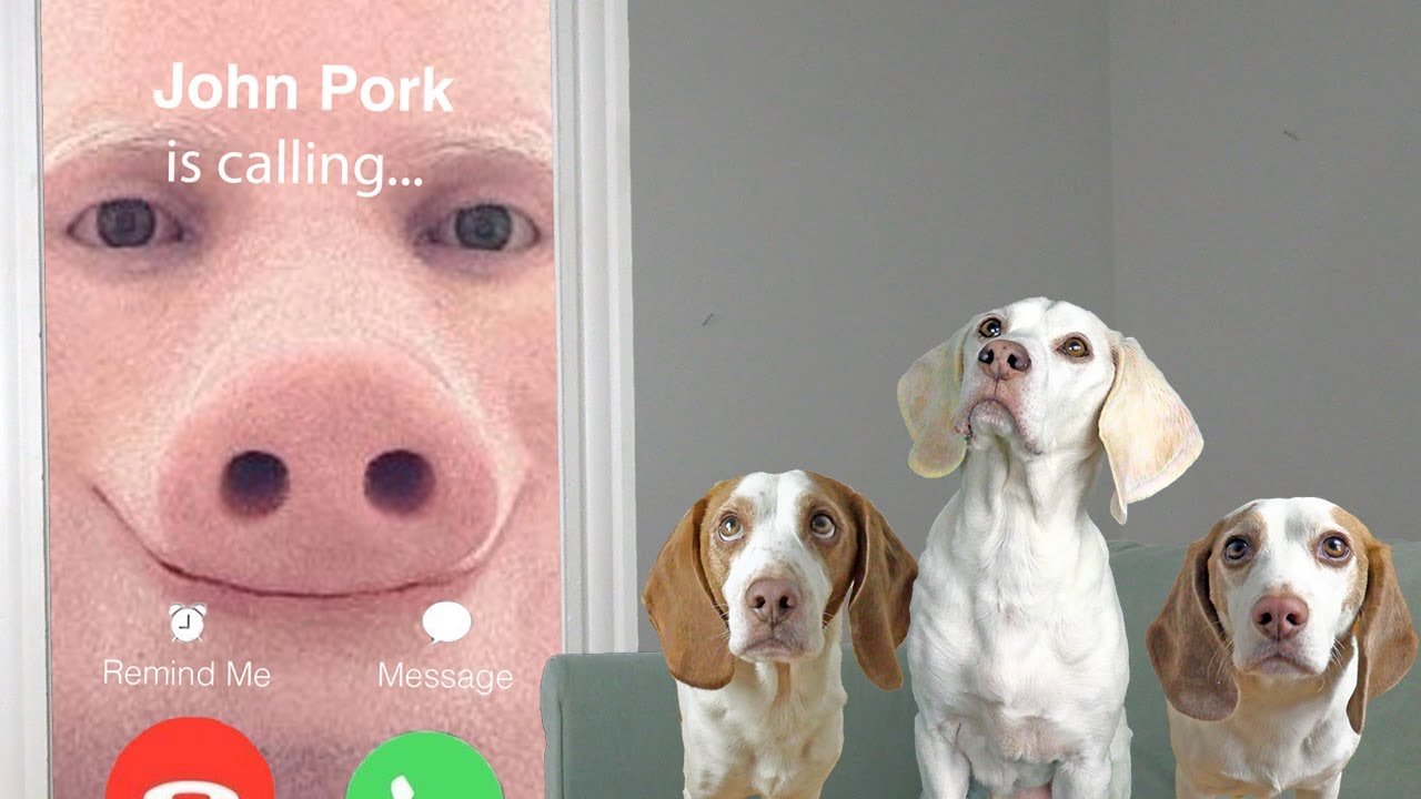 Clever Dogs Figure Out Why John Pork is Calling in Prank