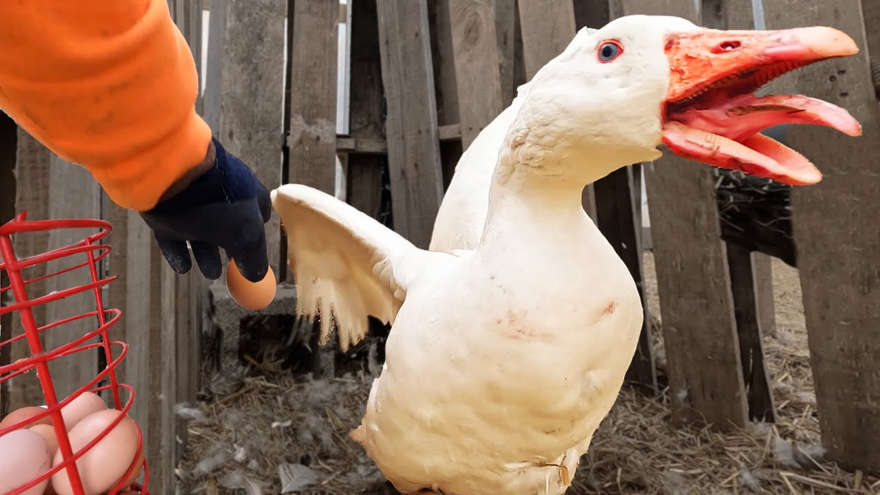 How I tricked a goose into hatching chickens
