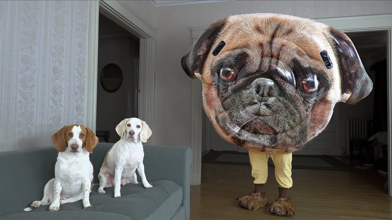 Dogs Meet Giant Talking Pug in Funny Prank