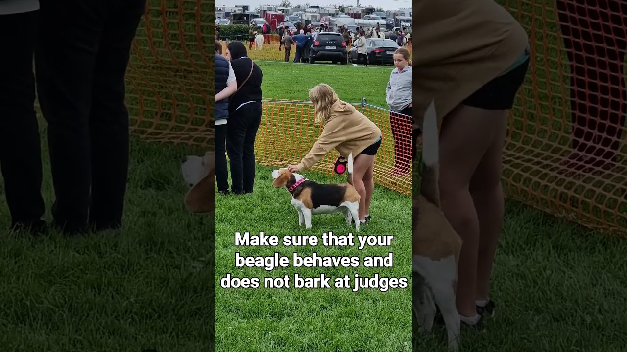 Beagle Bribery: Secret to Winning Shows