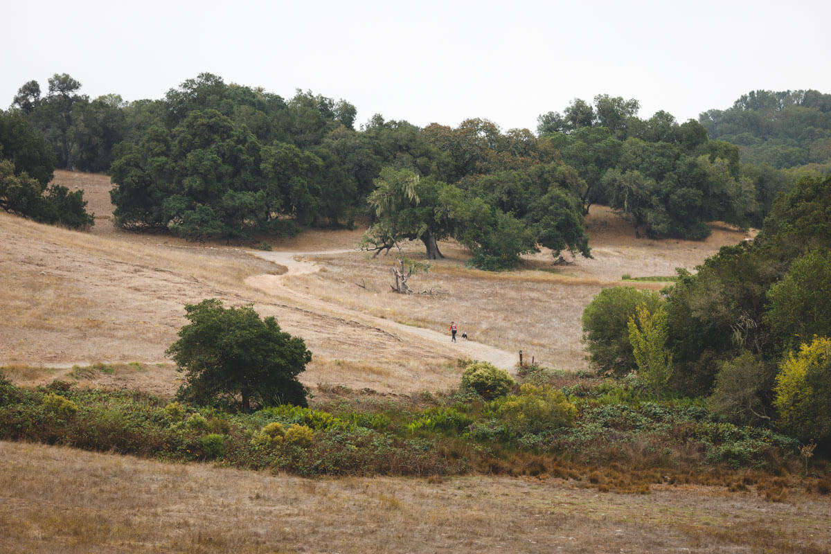7 Forest Walks Near Oakland and Berkeley, California Worth the Time
