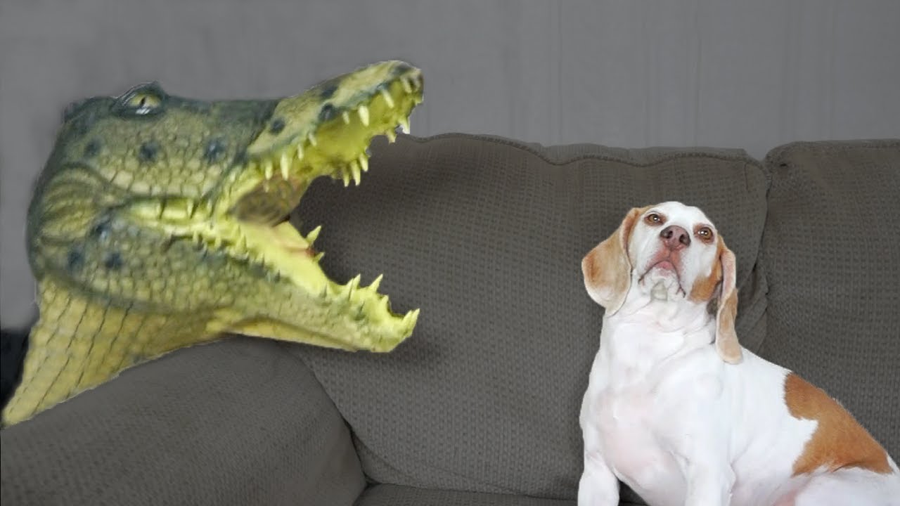 Dog Gets Startled by Backyard Crocodile