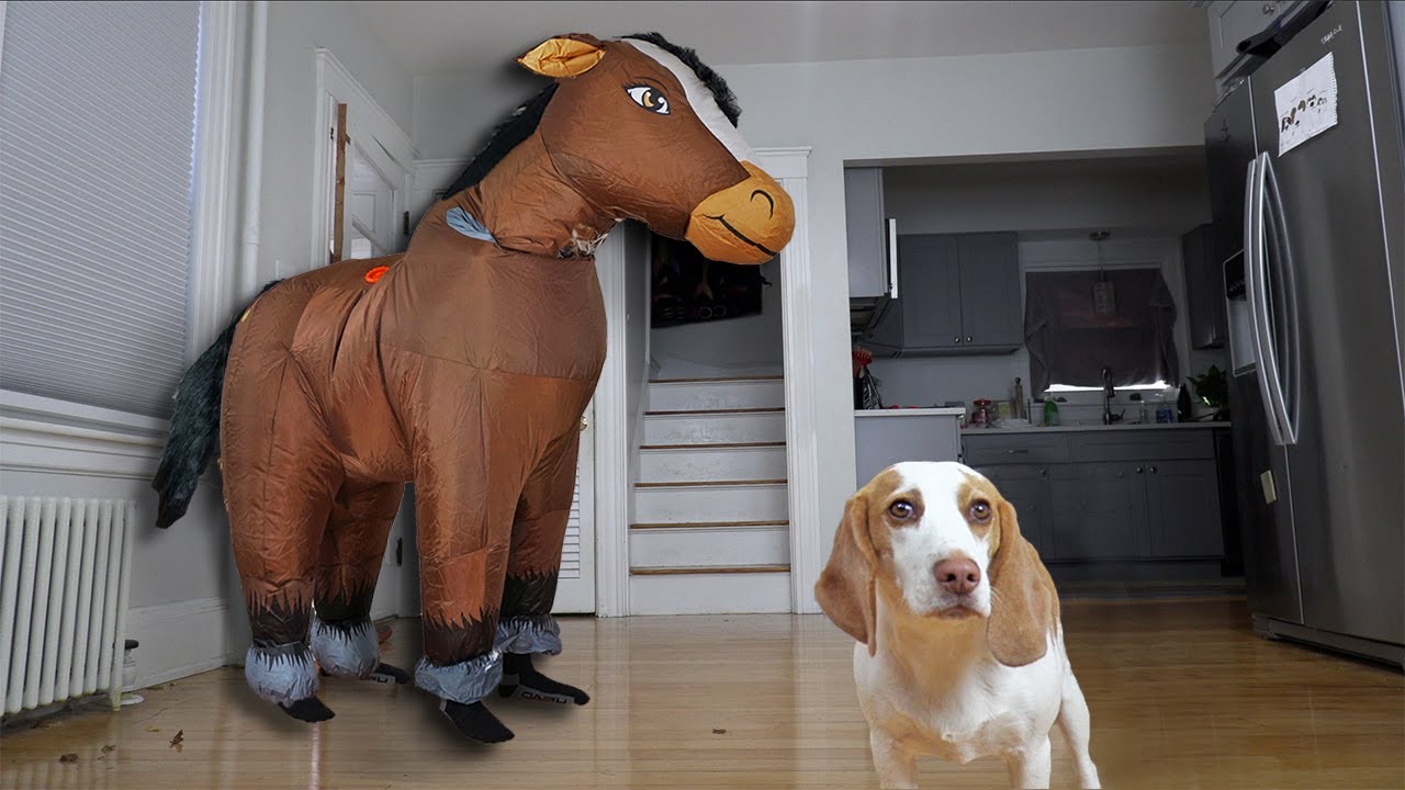 Puppy pranked by giant horse in funny barnyard chaos