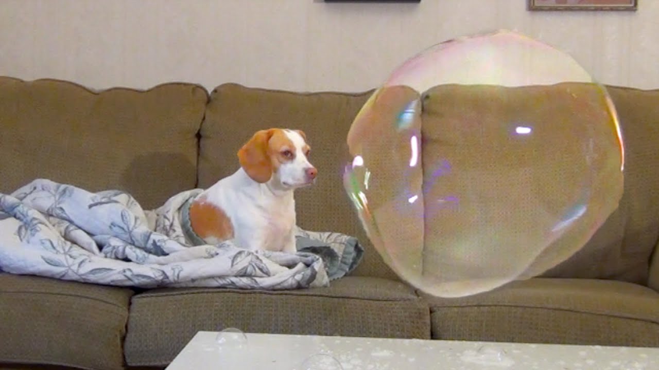 A fearless dog ignores a floating bubble while his sister snores nearby
