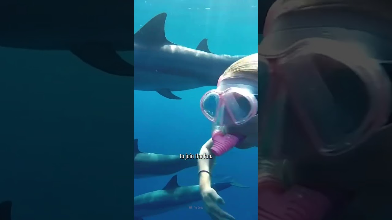 A Dolphin Attack Survival Guide You Won’t Believe