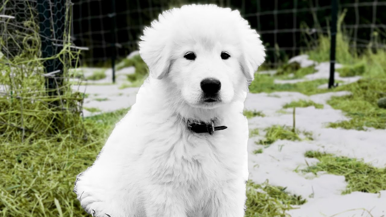 Unfortunate news arrives about the new farm puppy