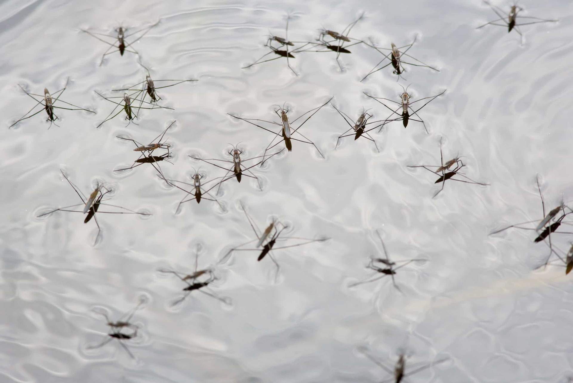 Wat betekent de daling van insecten voor ons ecosysteem?