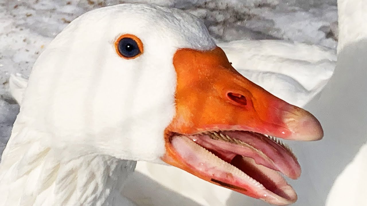 Geese Teeth Are Insane