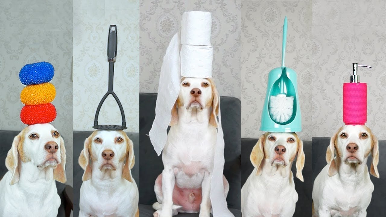 Dog balances 100 household items on his head