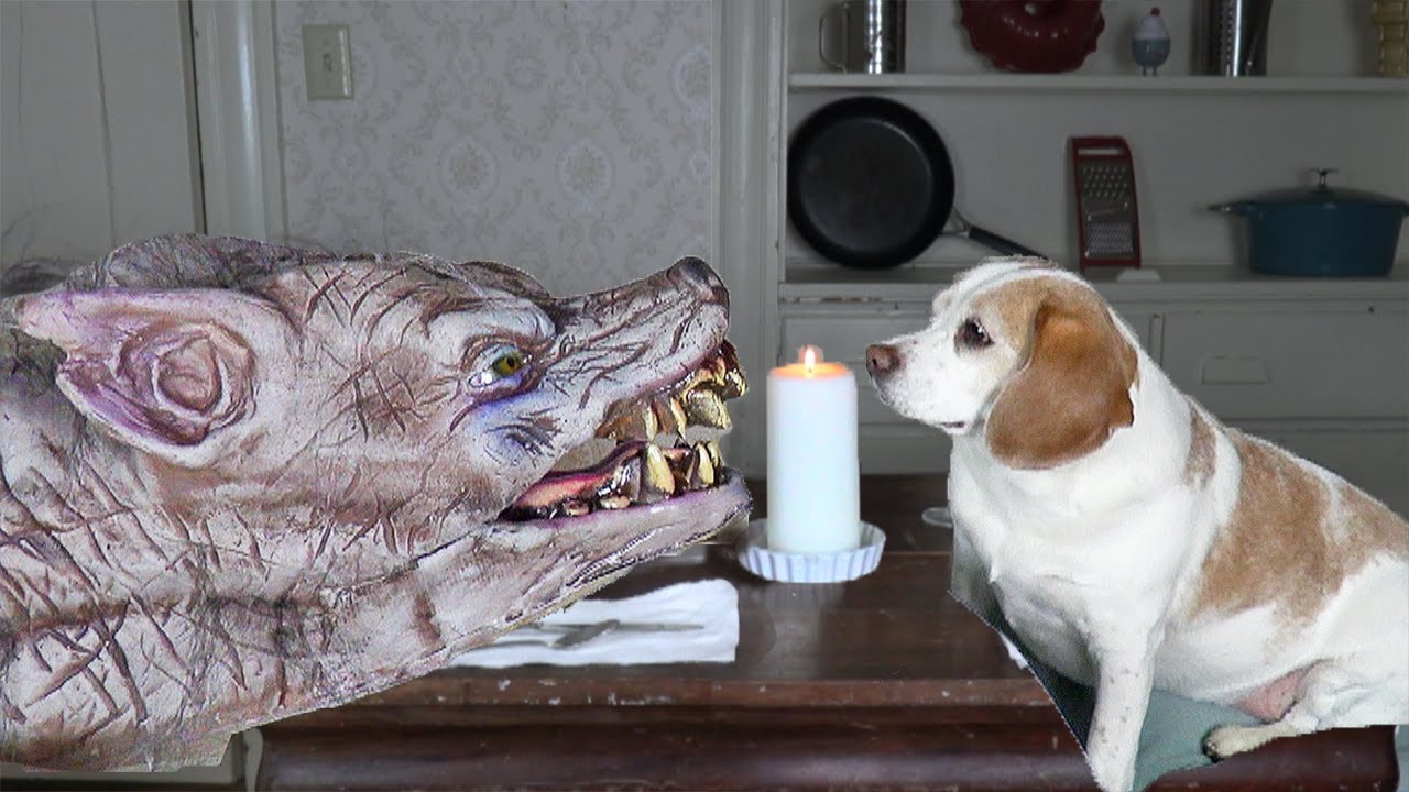 Zombie dog prank turns into love story with puppy