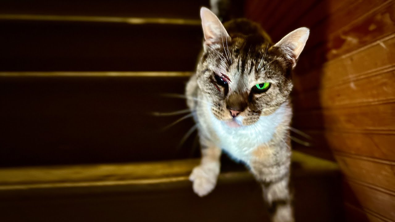 Poor Molly murder mittens encounter on Vermont farm