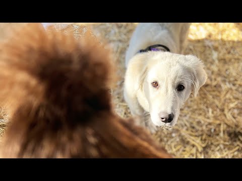 How my farm puppy’s first day of work went