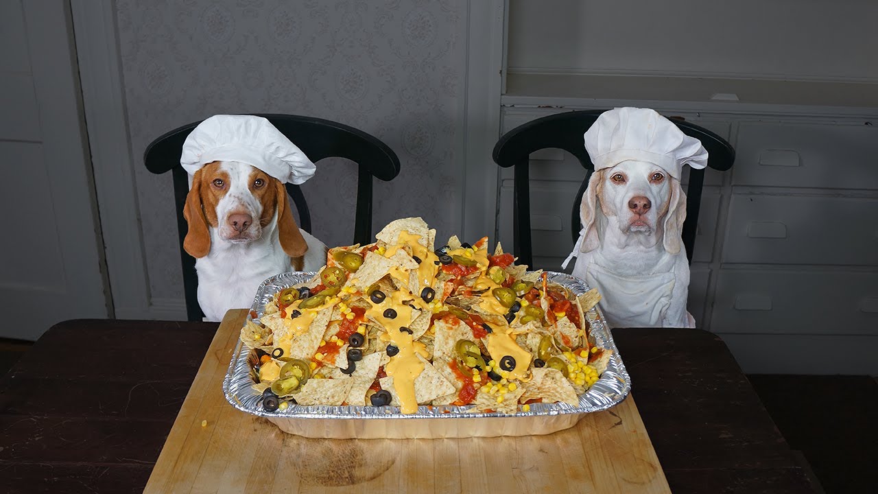 Chef beagle dog makes nachos in silly kitchen skit