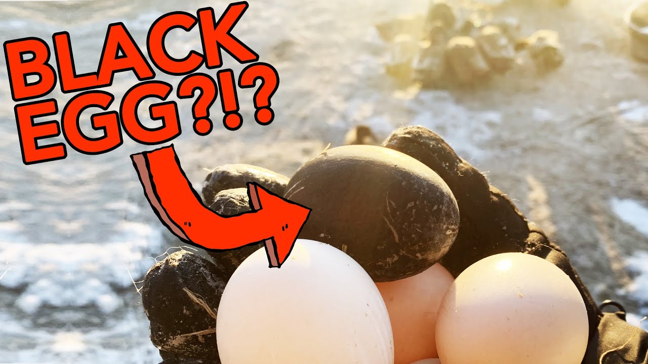 My duck surprises us by laying a black egg