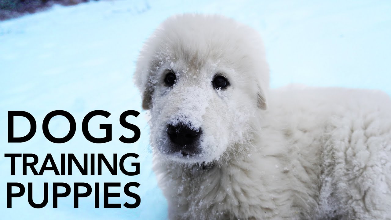 How Guard Dogs Help Train New Farm Puppies