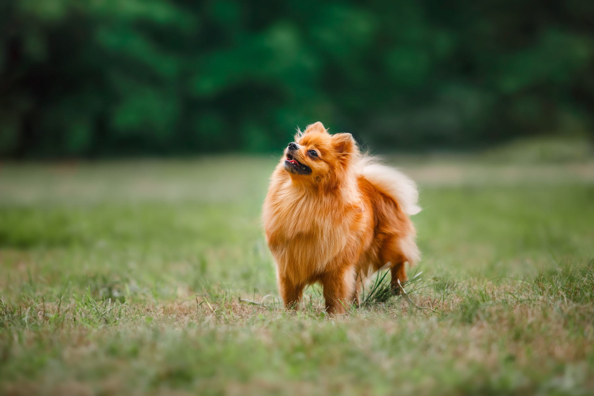 Fascinující fakta o psech, která změní váš pohled na vaše štěně