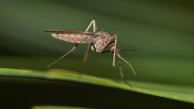 Hays County mosquito trap tests positive for West Nile Virus; second ...