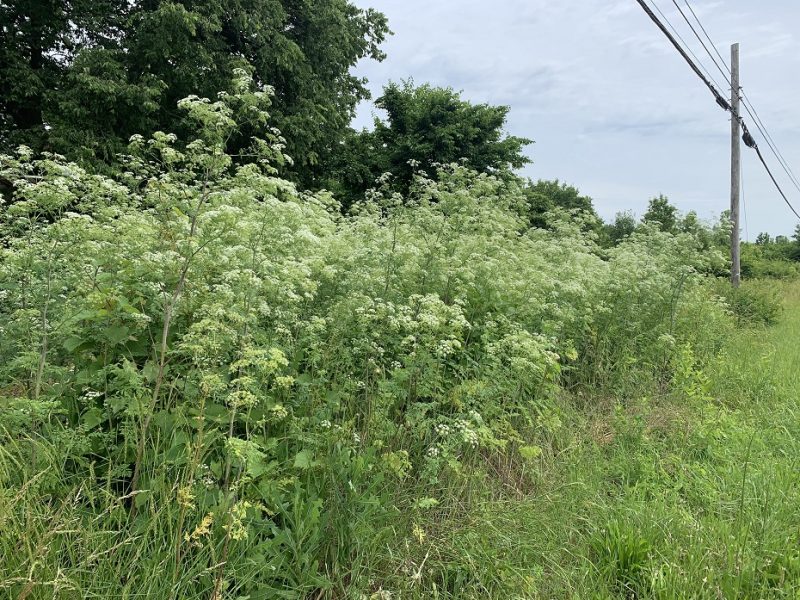 From poison ivy to poison hemlock. Here’s what to know on toxic plants ...