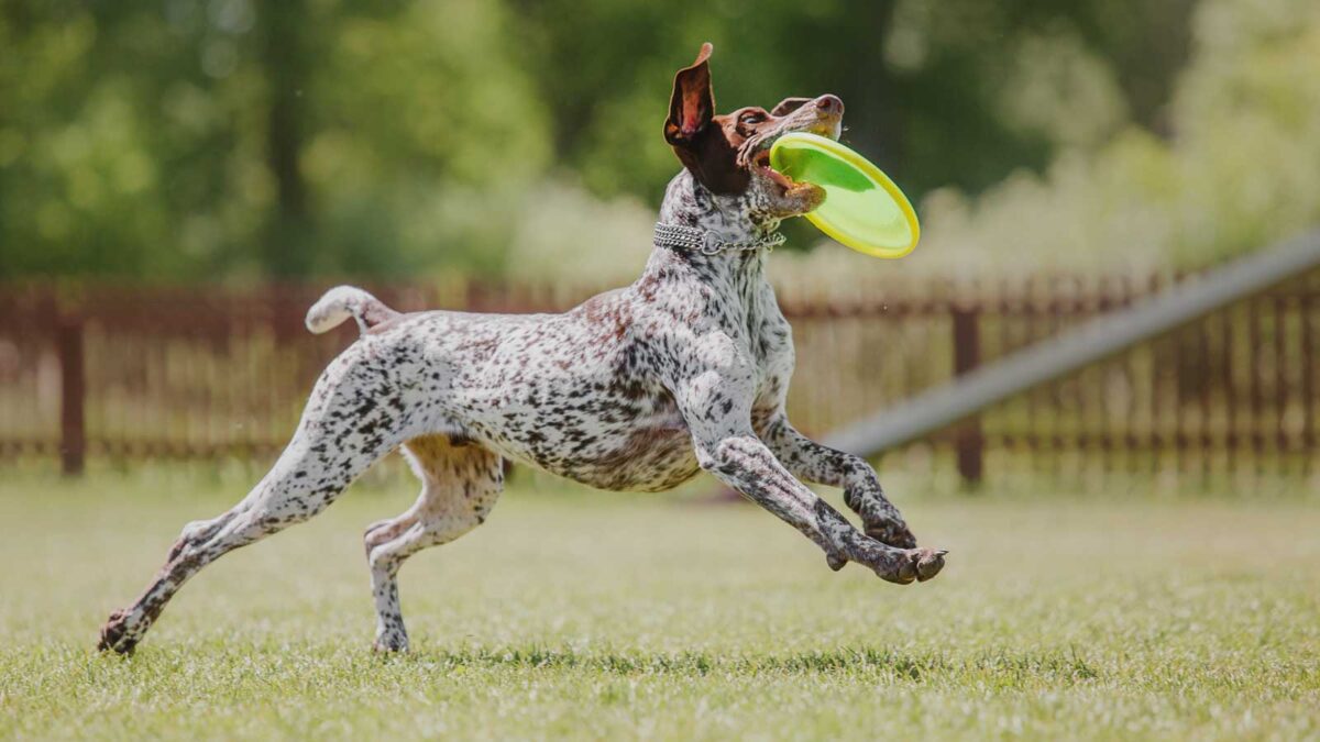 10 Dogs With Incredible Stamina That Can Outrun, Outwork & Outlast You