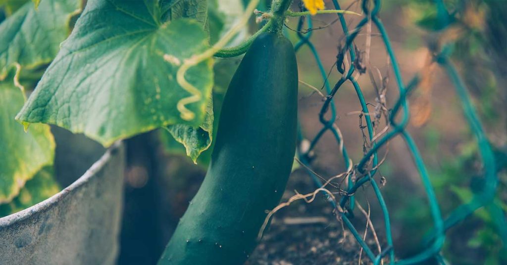 14 Plants That Can Cross-Pollinate In Your Garden
