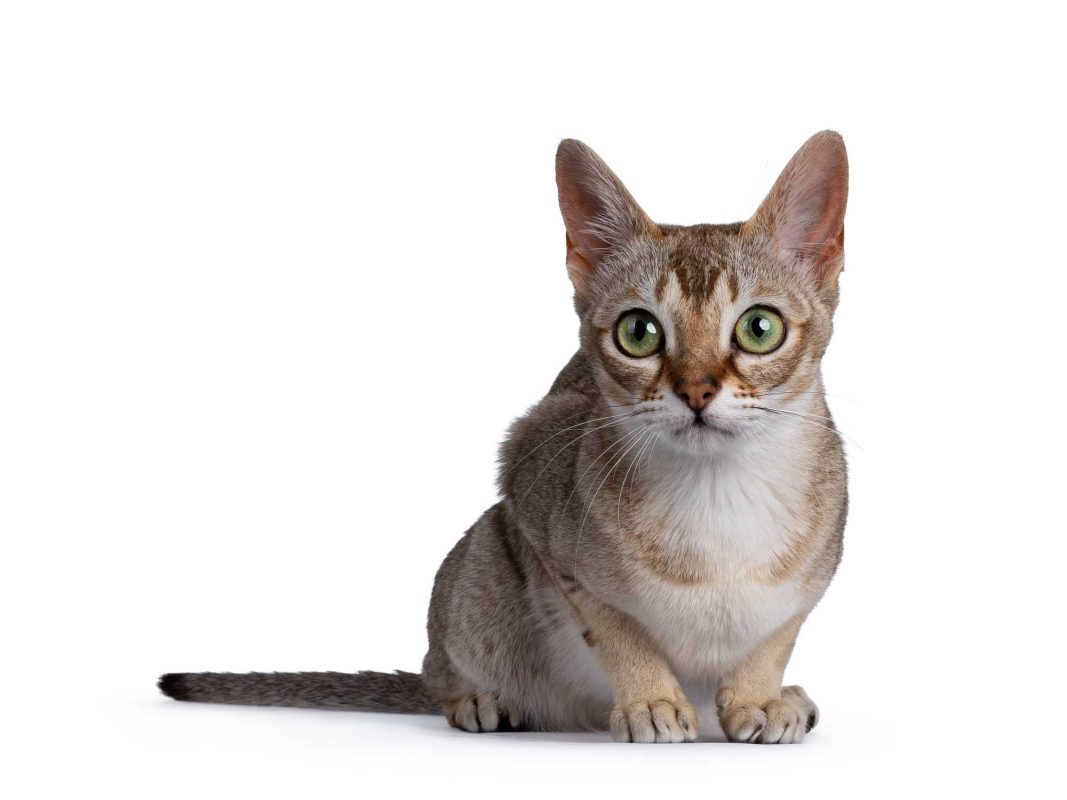 These Small Cat Breeds Prove Big Personalities Come in Tiny Packages
