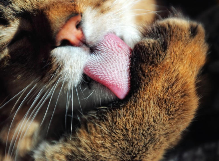 Why cats stick their tongues out — and what it really means