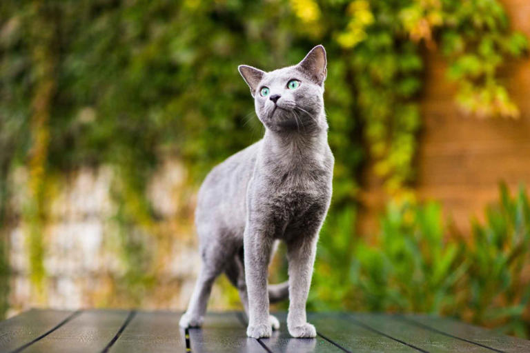 These Are America’s Favorite Cat Breeds