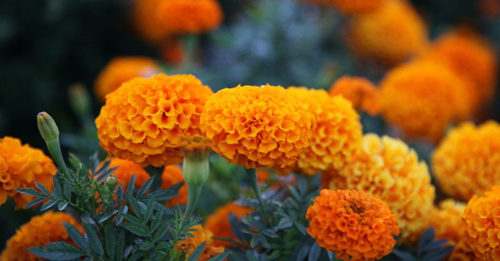 11 Signs That Mean Your Garden Needs More Fertilizer