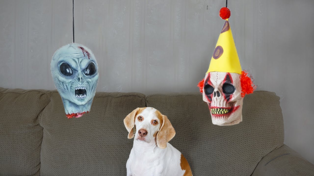 Dog battles severed heads in a spooky prank