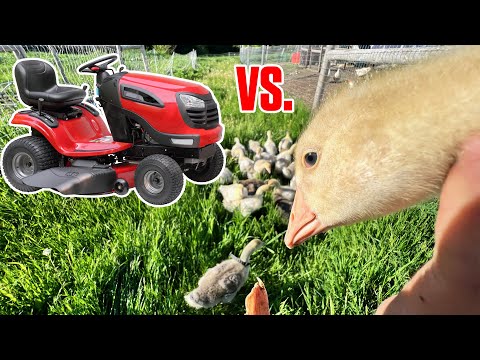 Using goslings as natural lawn mowers on farm property