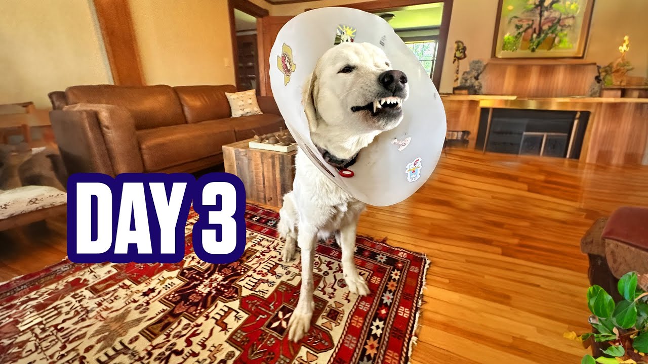 Training my farm dog to adapt to life inside the house