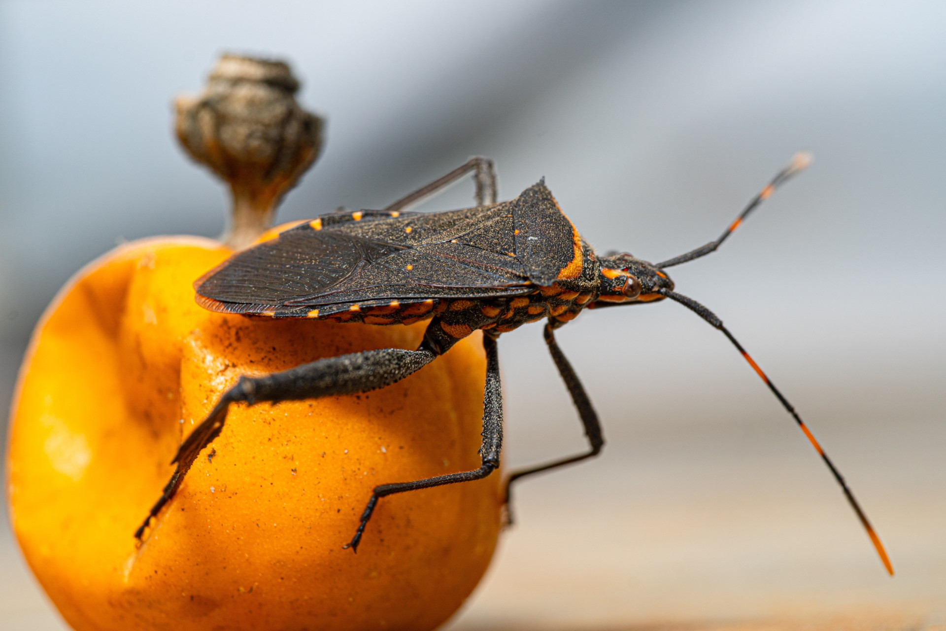 30 maladies parasitaires qui vont vous faire frissonner