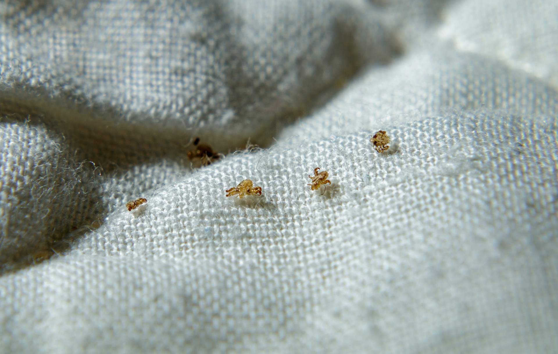 Les 30 maladies parasitaires les plus terrifiantes au monde