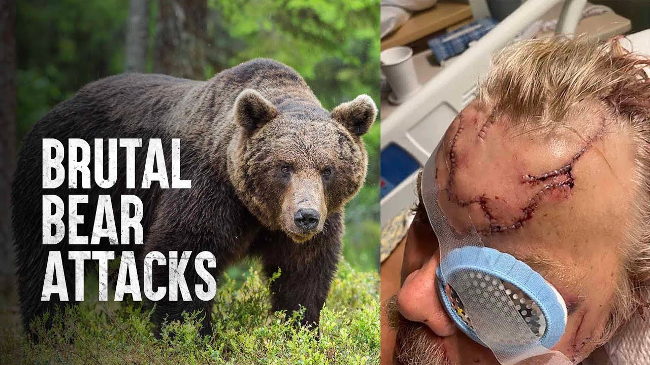 The Most Horrific Bear Attacks and What Went Wrong