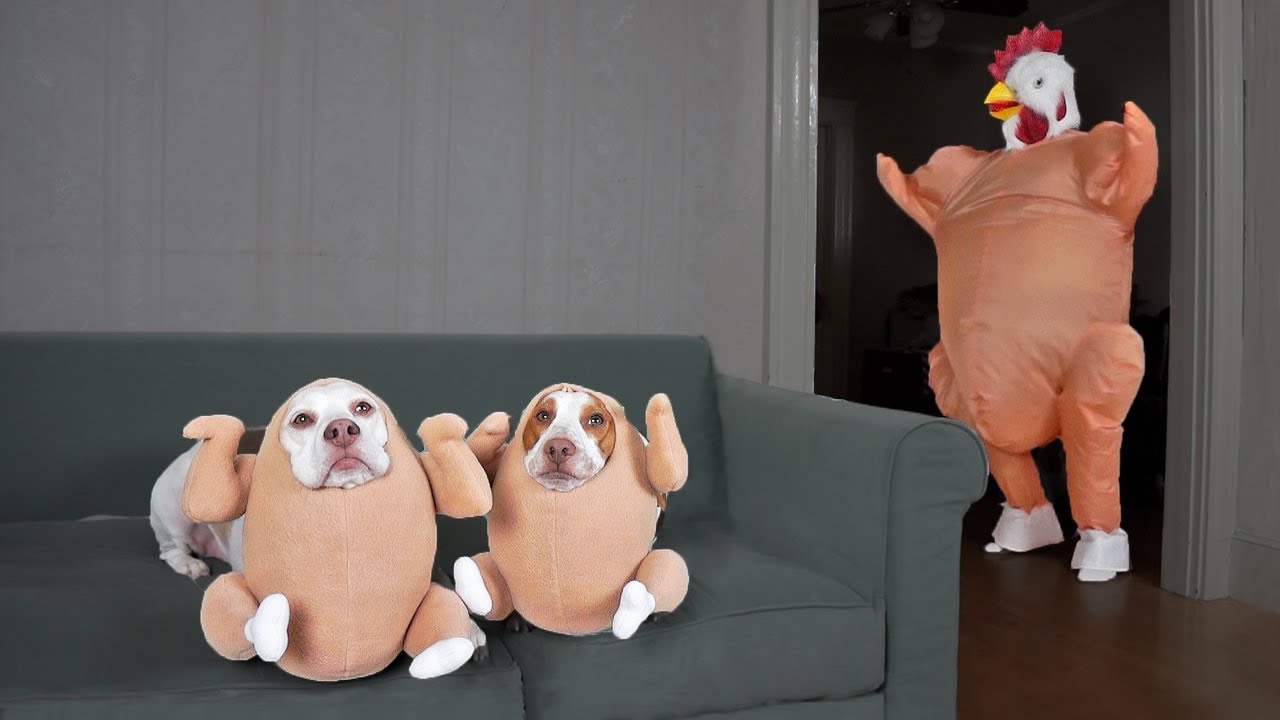 Dancing Chicken Prank Has Dogs in Hilarious Chase