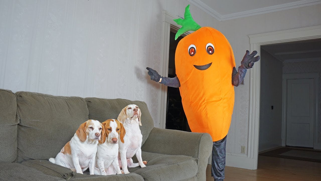 "Dogs vs. Giant Carrot: Funny Prank with Maymo, Potpie & Penny"