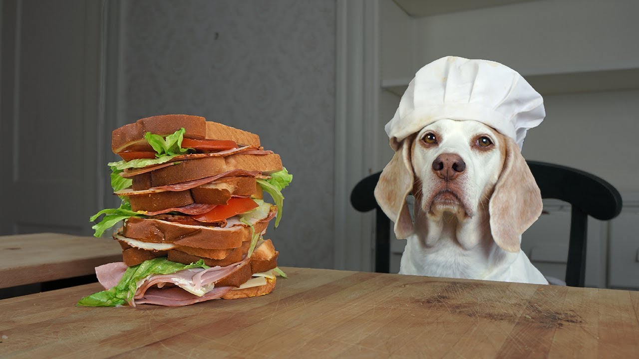 Dog Cooks Sandwiches and Rolls for Friends