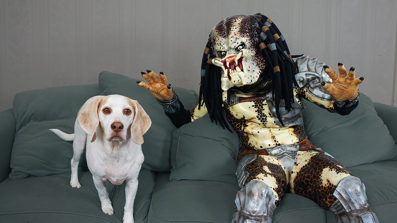 Dogs face Predator in a high-energy prank