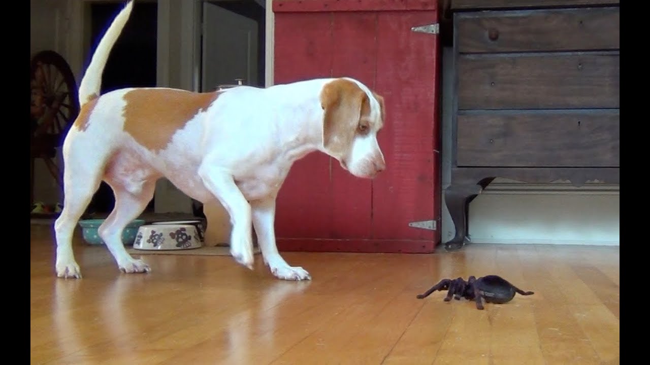A dog reacts cautiously to a crawling robot spider