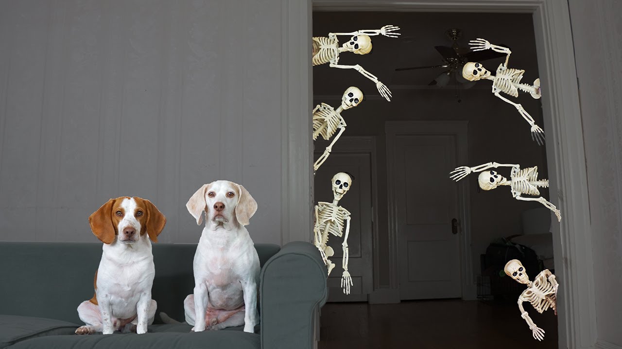 Dogs face mini skeleton invasion and bark at spooky surprise