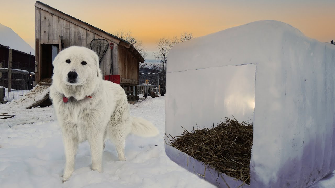 Building an Ice Cube Dog House for Winter
