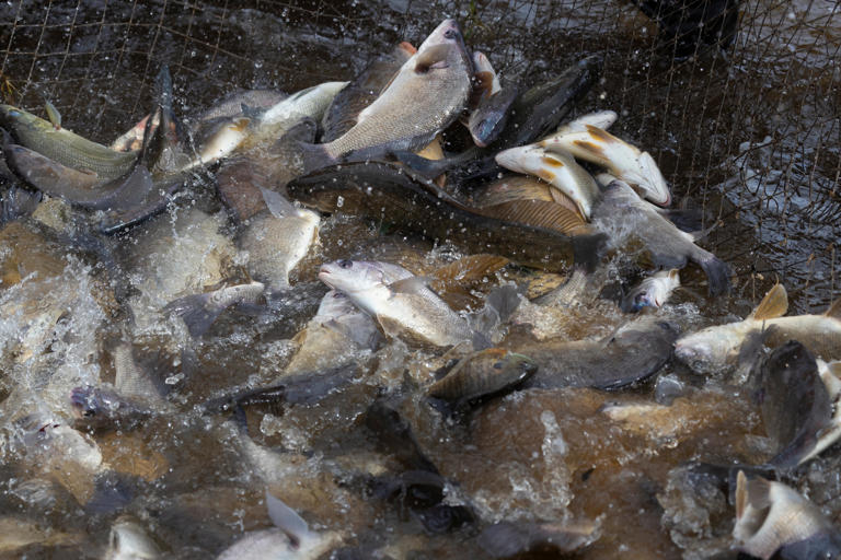 Silver carp, harmful to fish and water, detected in western Wisconsin's ...