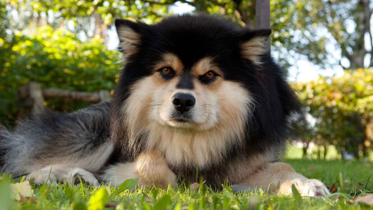 12 Lesser-Known Dog Breeds That Make Amazing Family Pets